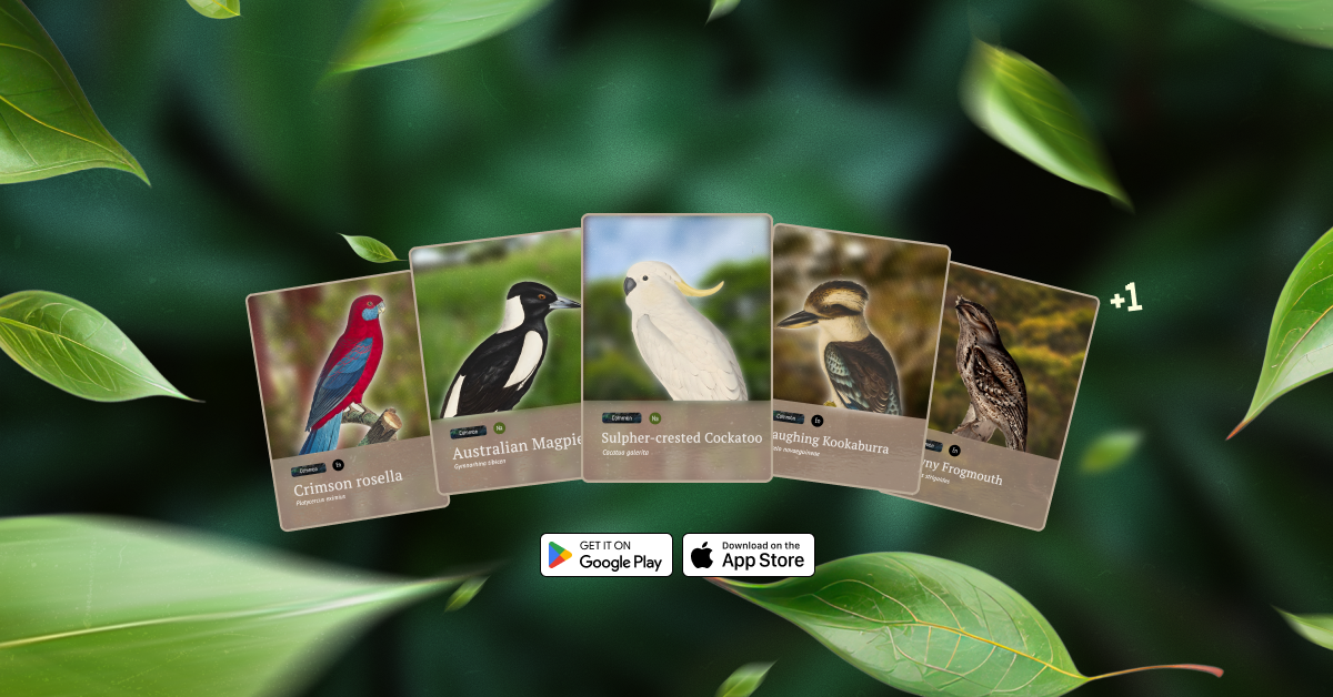 Australian Birds Guide - 600+ Species | Wingmate