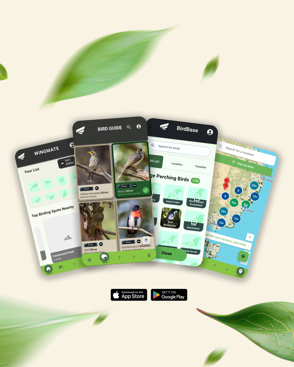 Australia's Top Gamified Birdwatching App | Spot 'em all - Wingmate
